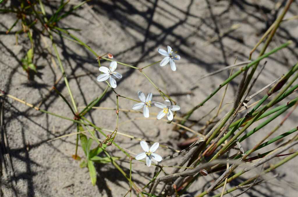 Drought Spookasem from UWC Nature Reserve, University of The Western ...