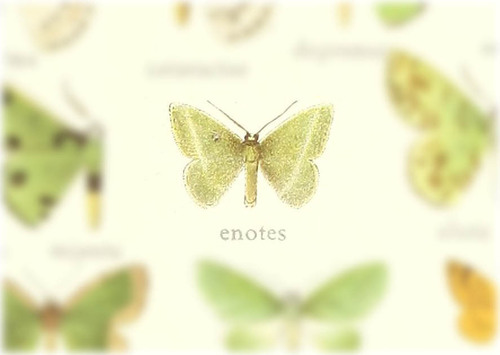 Neromia enotes · iNaturalist