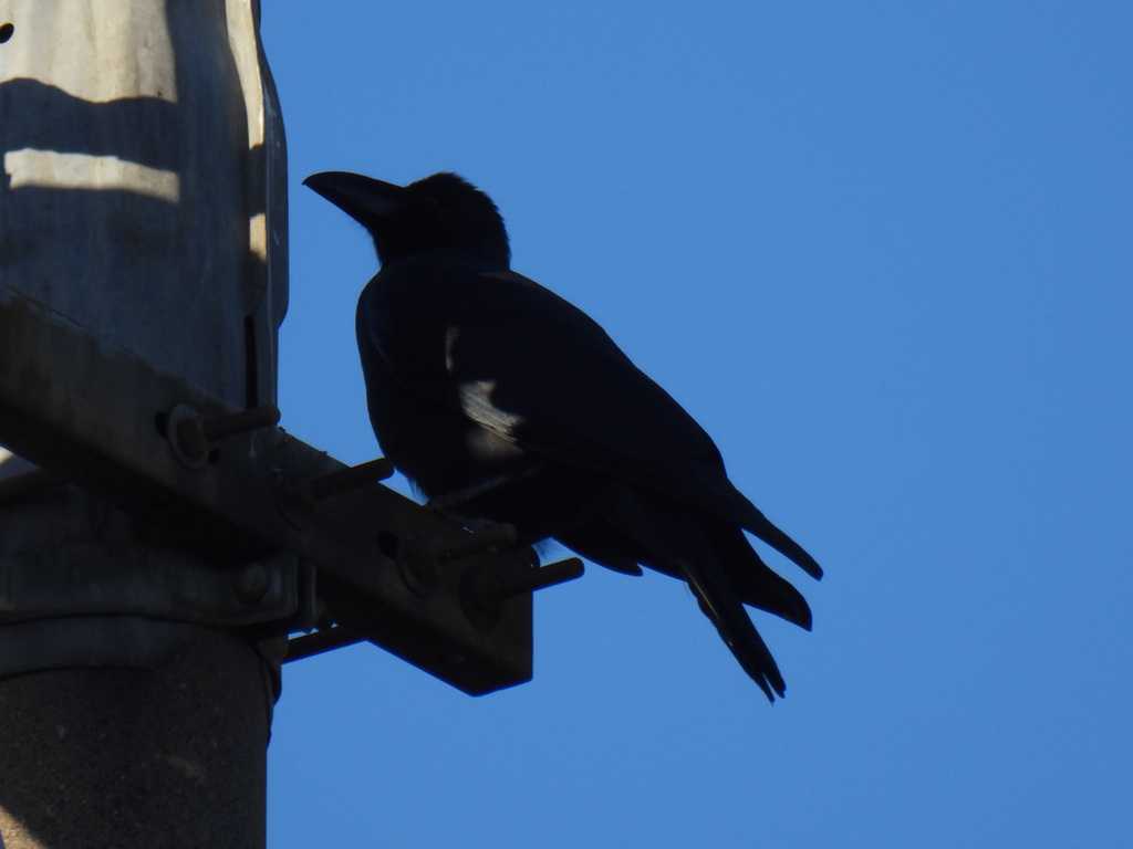 Large-billed Crow from Kawasaki, Hamura, Tokyo 205-0021, Japan on ...