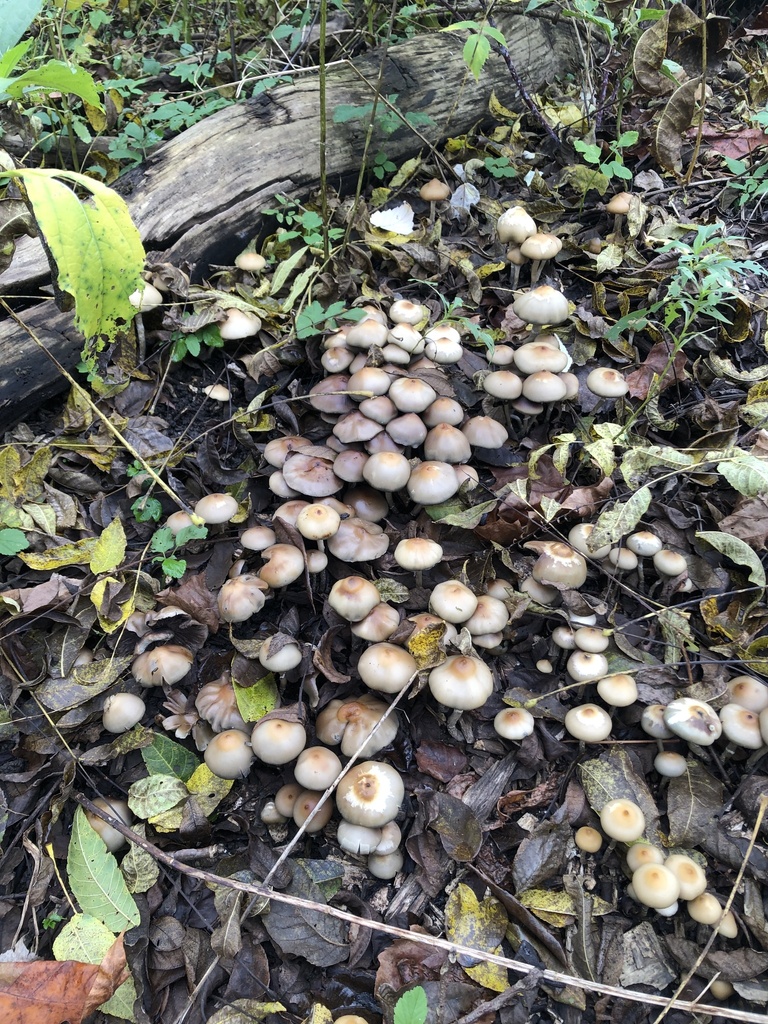Psychedelic Ovoid Mushroom in October 2023 by tchitcherine · iNaturalist