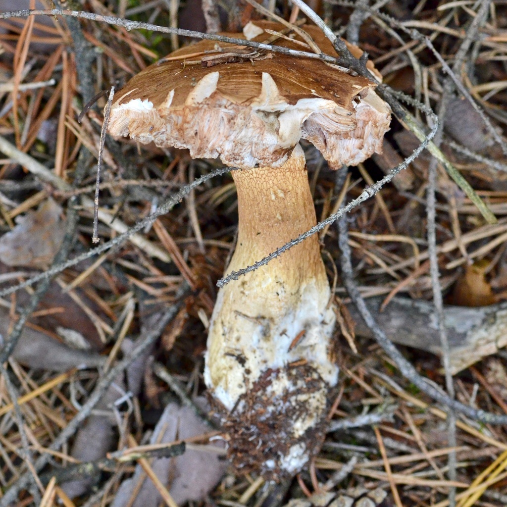 Bitter Bolete from 294 01 Nová Ves u Bakova-Bakov nad Jizerou, Česko on ...