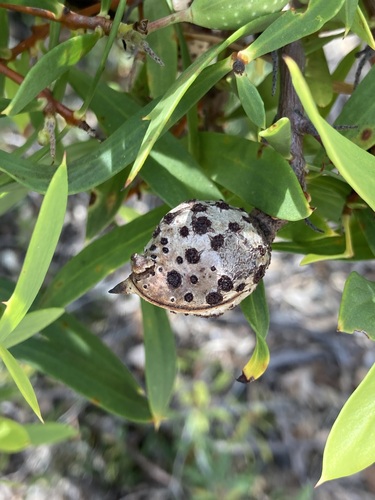 Hakea nitida · iNaturalist Ecuador