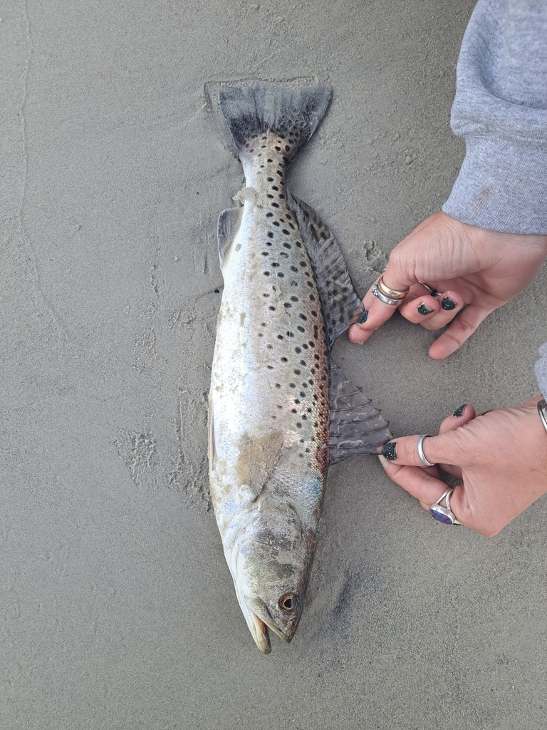Spotted Seatrout from Northampton County, VA, USA on October 20, 2023 ...