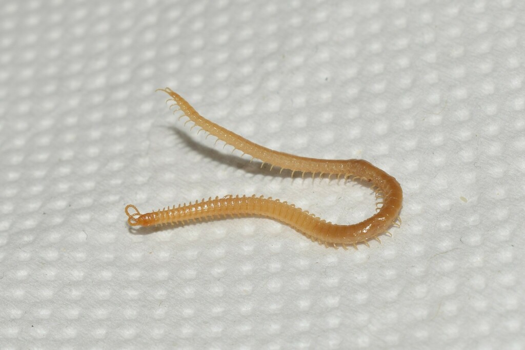 Soil Centipedes from Peloponnese Region, Greece on March 22, 2023 at 03 ...