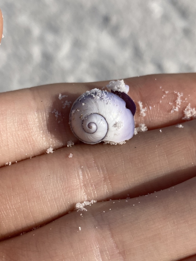 Violet Sea Snail from Fitzgerald River National Park WA 6346, Australia ...