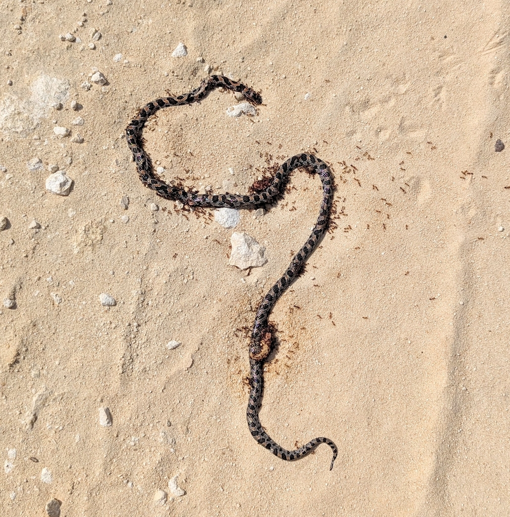 Short-tailed Snake in October 2023 by Tommy Hamrick. DOR Marion county ...