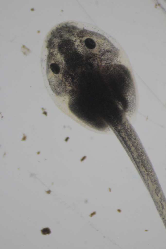 Emerald Green Tree Frog in May 2013 by 胡正恆(Jackson Hu) · iNaturalist