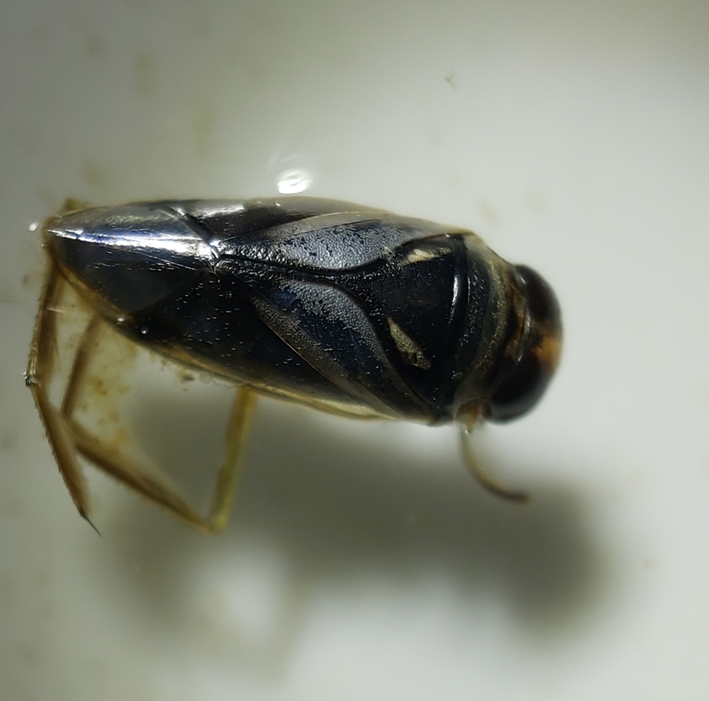 Enithares in October 2023 by KDendle · iNaturalist