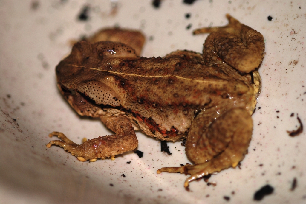 Taiwan Common Toad from 台灣臺北 on February 2, 2013 at 09:35 PM by 胡正恆 ...
