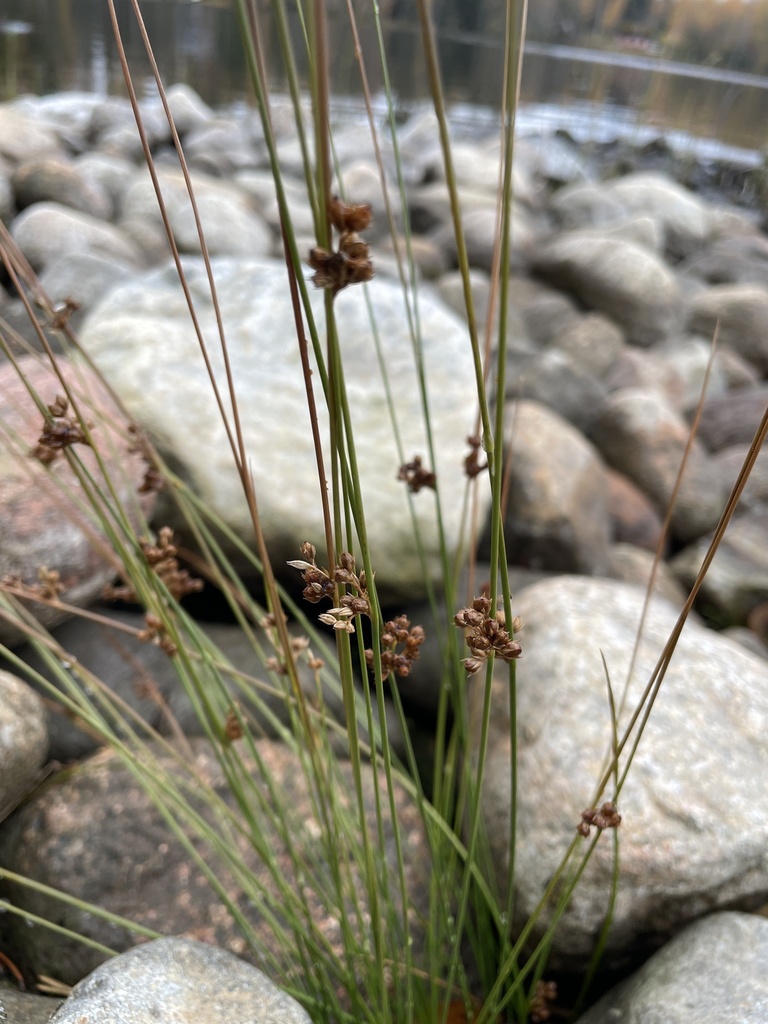 Thread Rush from Suullisentie, Padasjoki, 16, FI on October 23, 2023 at ...