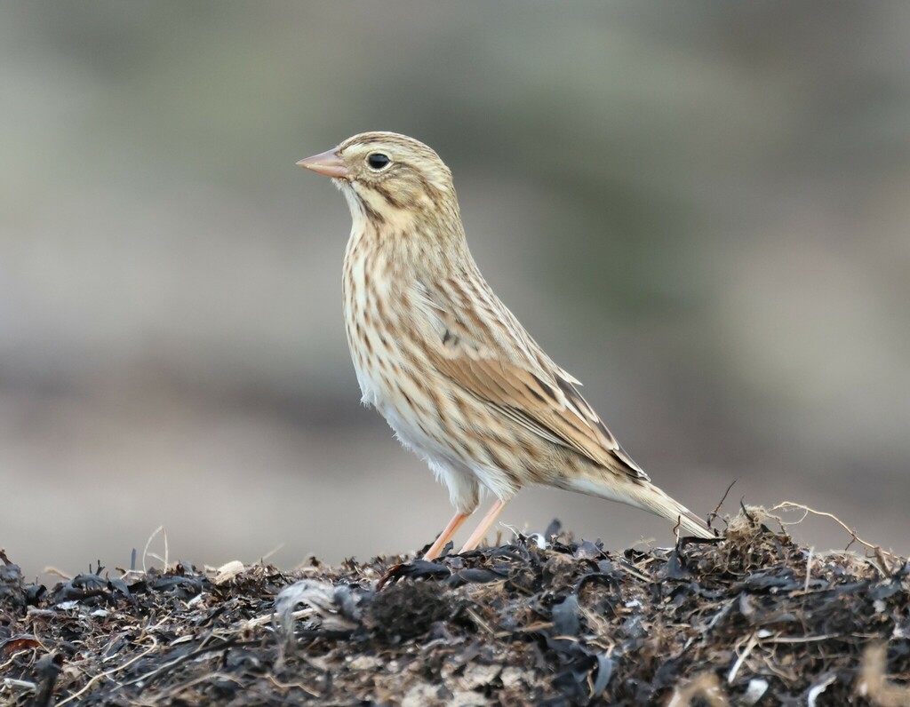 Savannah Sparrow from Caribou Island, NS, Canada on October 7, 2023 at ...