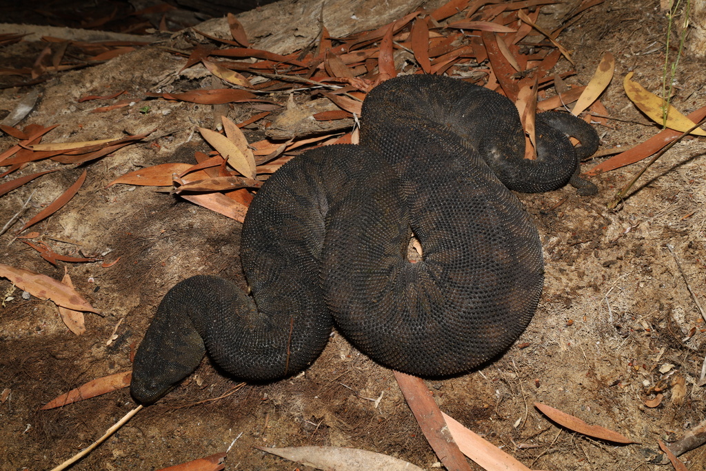 Arafura File Snake from Never Never Ward, Elsey, NT, AU on October 20 ...