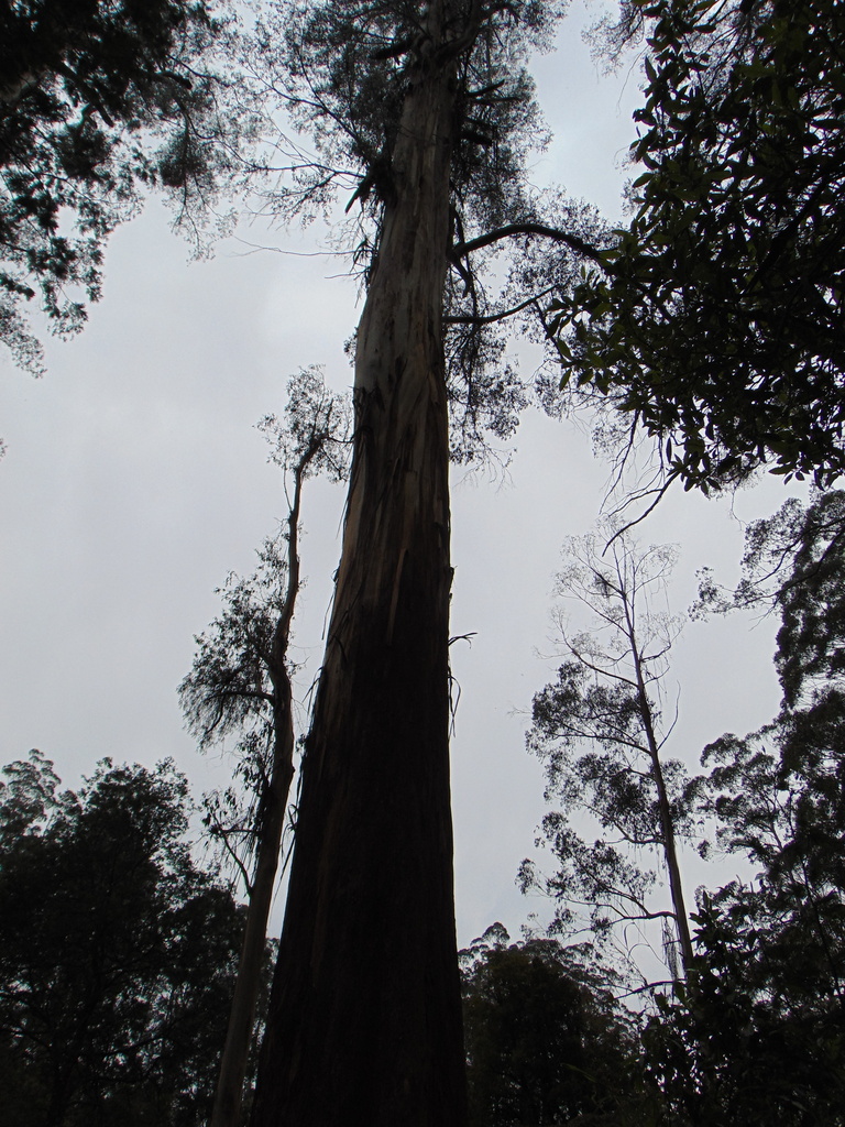 Australian Mountain Ash from 1885 Grand Ridge Rd, Balook VIC 3971 ...