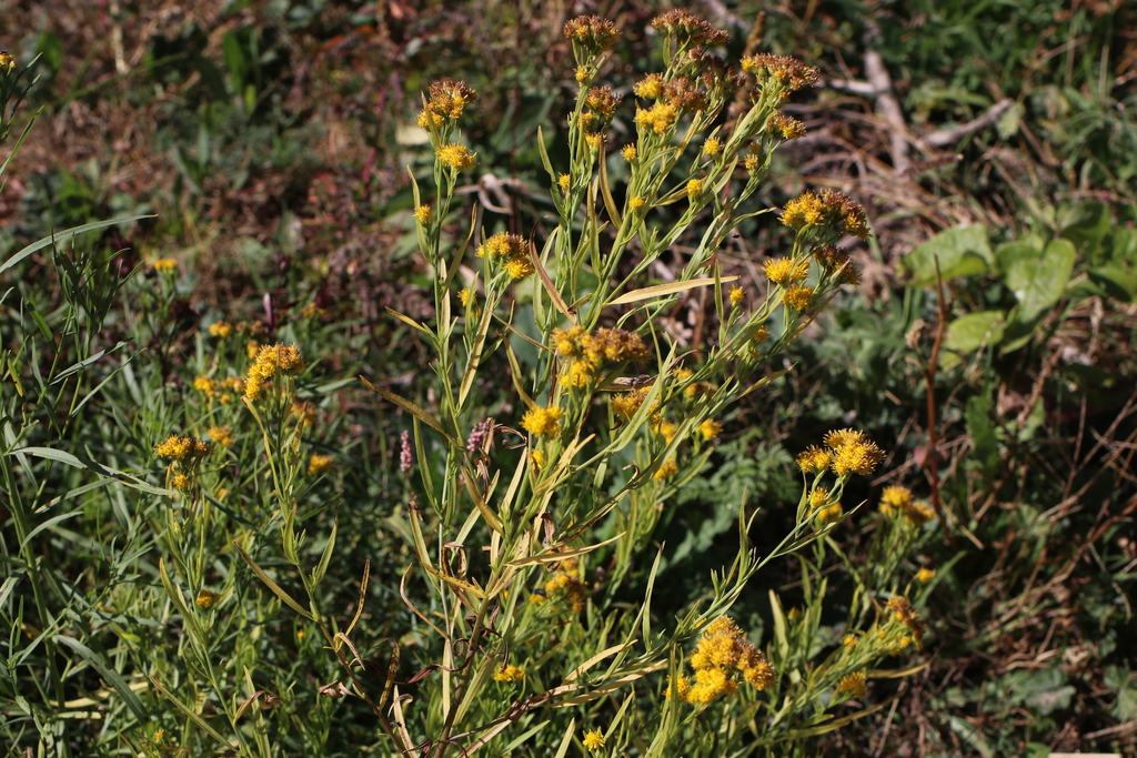 western goldenrod from Berkley, CO, USA on October 22, 2023 at 12:33 PM ...