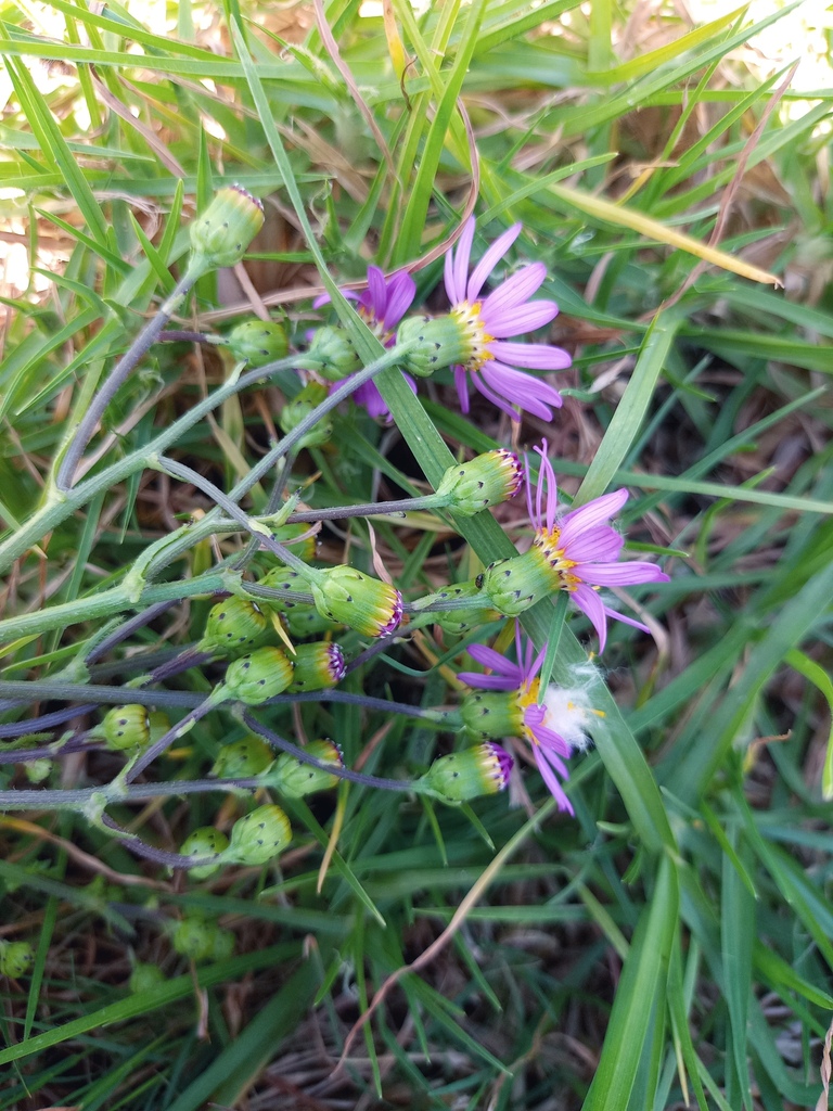 Red-purple Ragwort from Kuils River, Cape Town, South Africa on October ...
