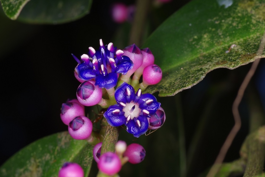 (Memecylon) - Botanical Realm