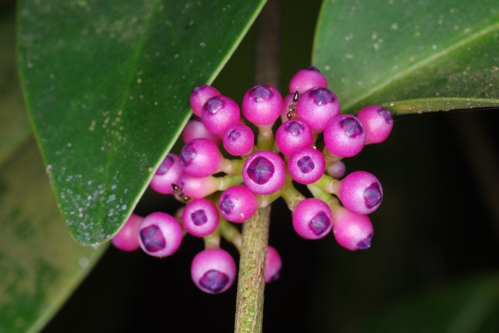 (Memecylon) - Botanical Realm