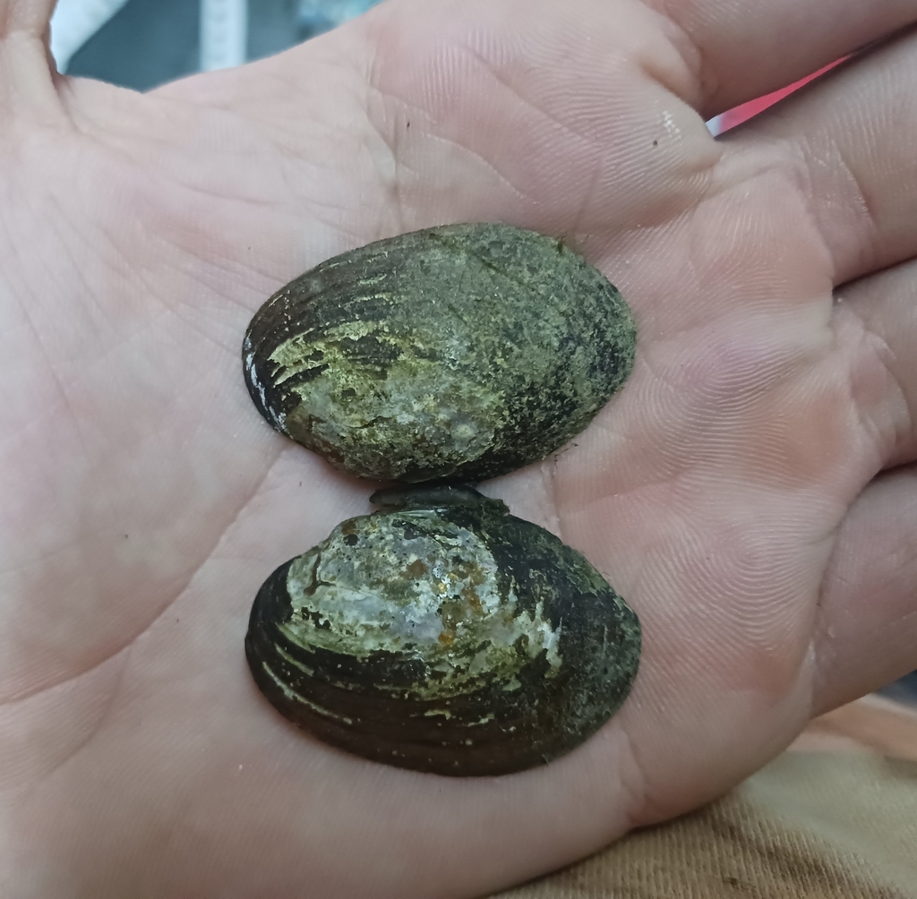 Lampsilini from Estillfork, AL 35745, USA on October 21, 2023 by Robert ...