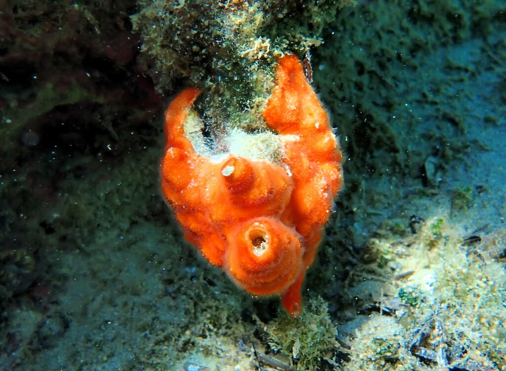 Bryozoans from Thessalia, Greece on September 17, 2023 at 10:07 AM by ...