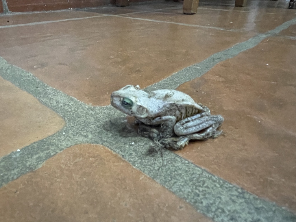 Banana Tree Dwelling Frog from Yopal, Casanare, CO on October 23, 2023 ...