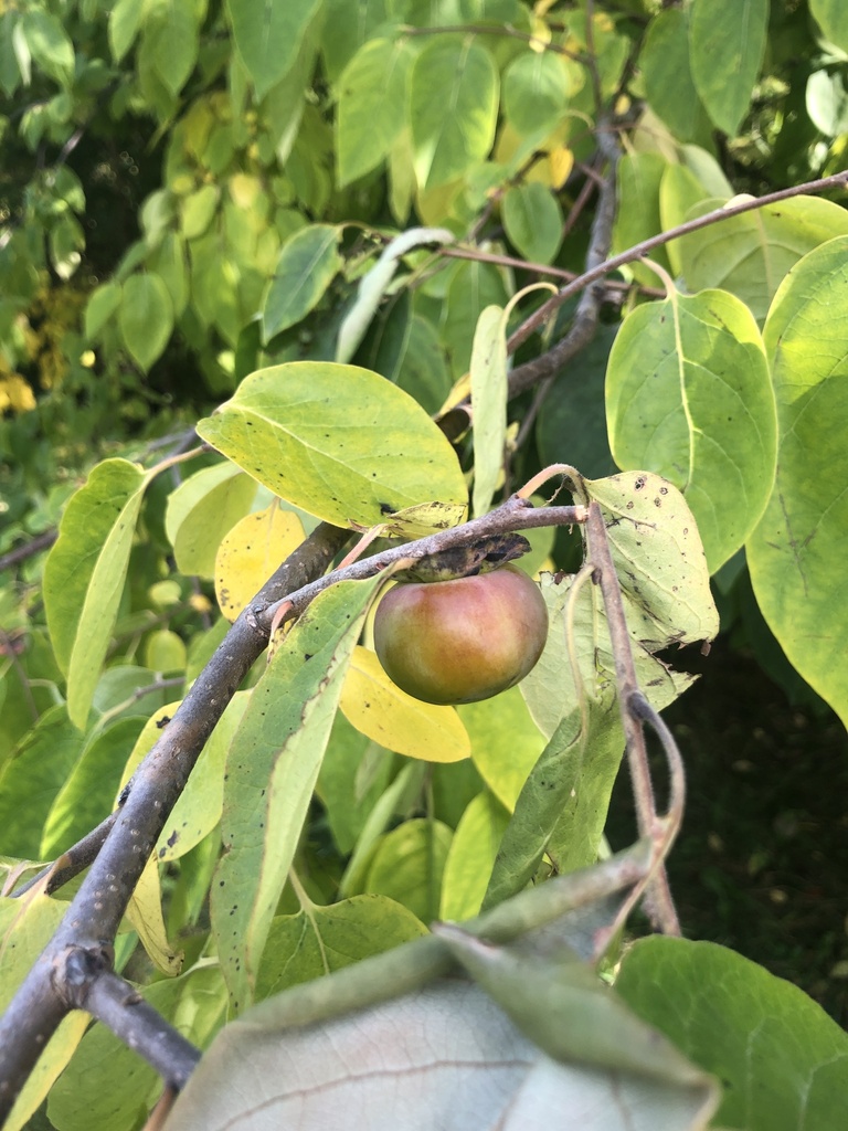 American persimmon from Ball's Falls, Lincoln, ON, CA on September 28 ...