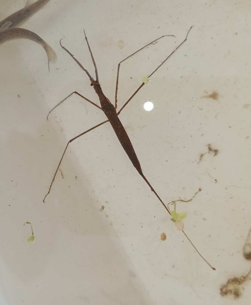 Ranatra linearis from 5230 Angueira, Portugal on October 22, 2023 at 10 ...