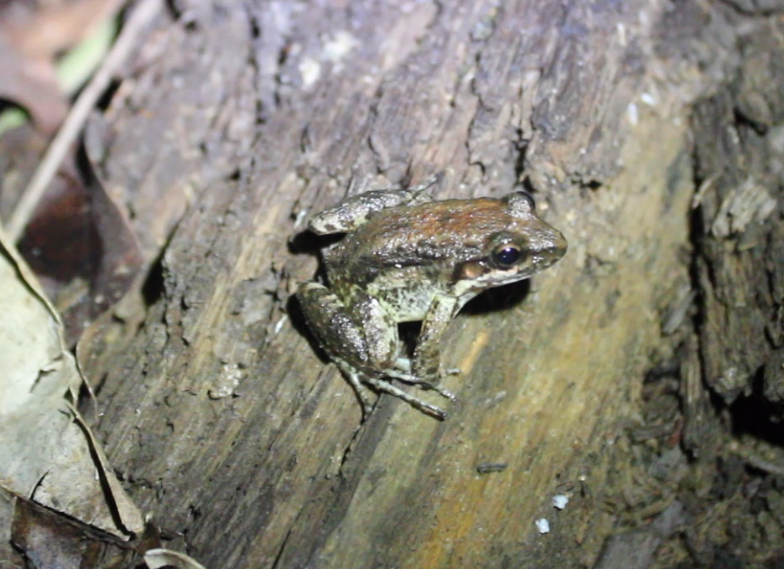 Trinidad Ditch Frog from Ремир-Монжоли 97354, Френска Гвиана on August ...