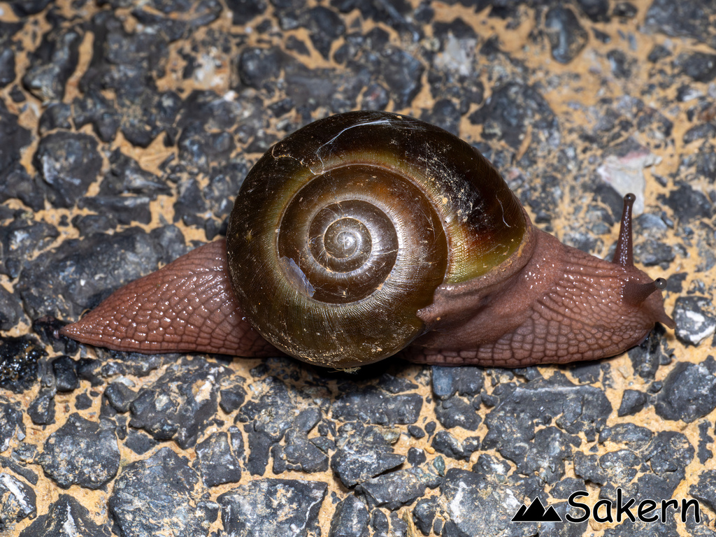 Cryptozona erratica in September 2023 by Sakern | 永隔一江水 · iNaturalist