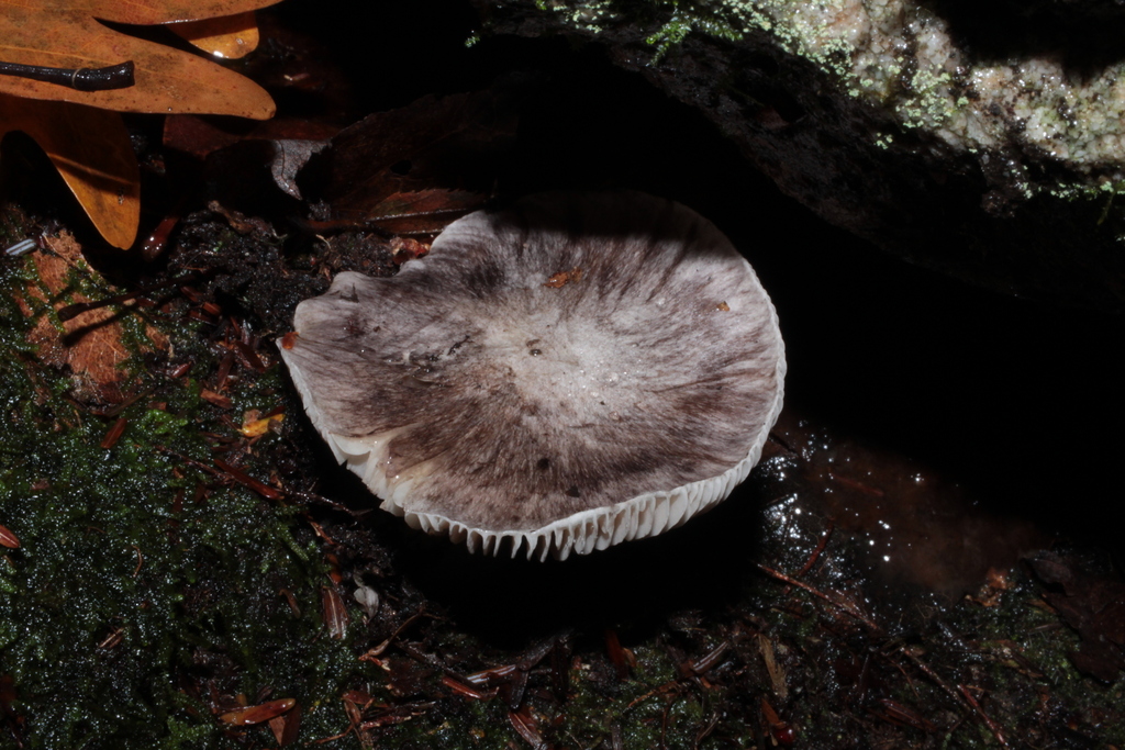Tricholoma pullum from Preston County, WV, USA on October 21, 2023 at ...
