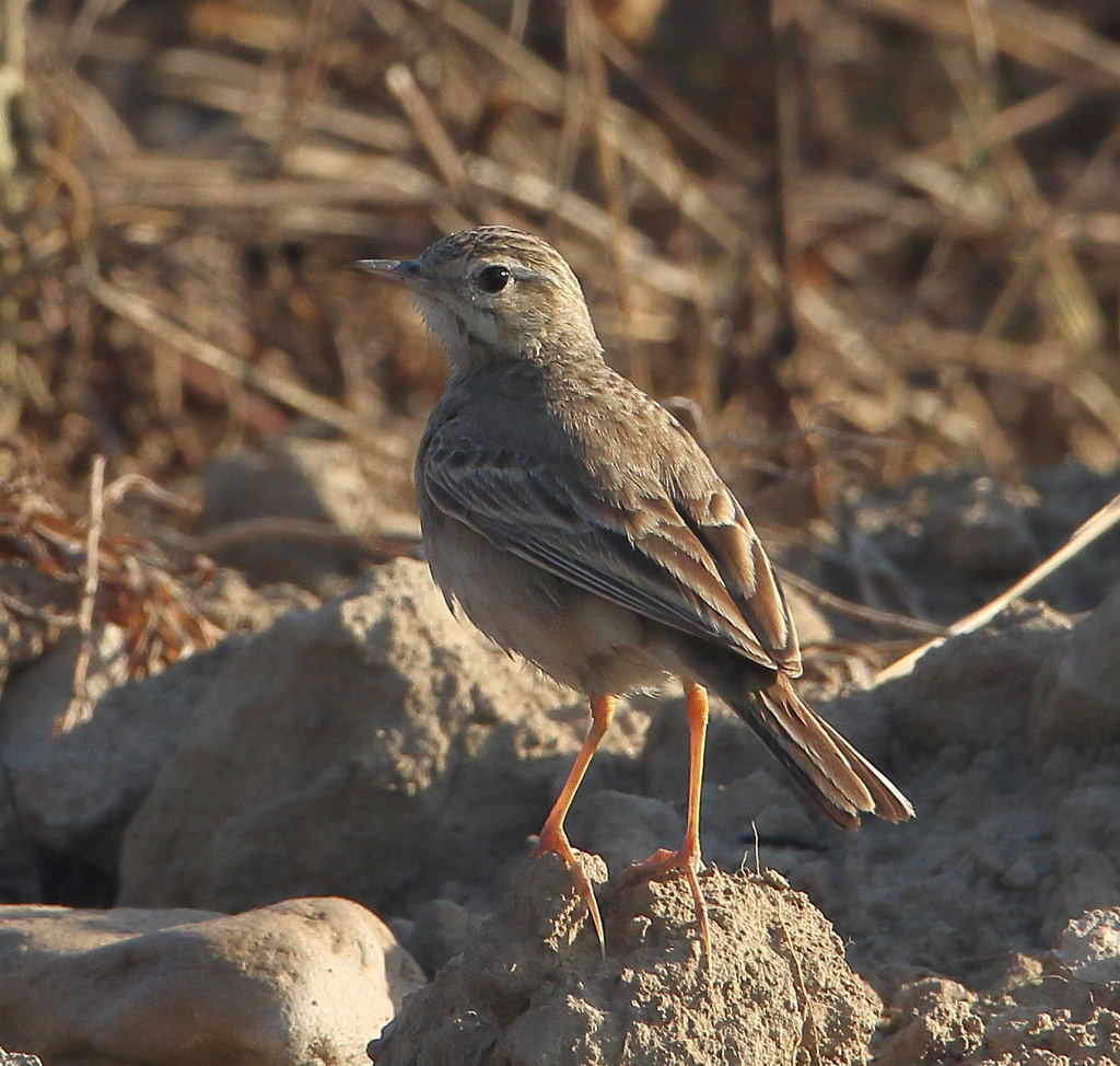 Paddyfield Pipit from Haji Murad Jafar Village Gadap Town, Karachi ...