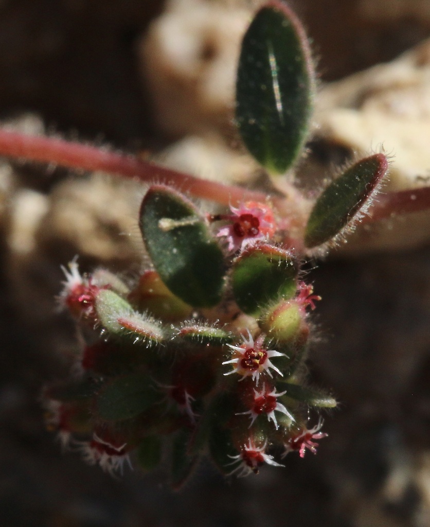 Yuma Sandmat from Riverside, California, United States on October 22 ...