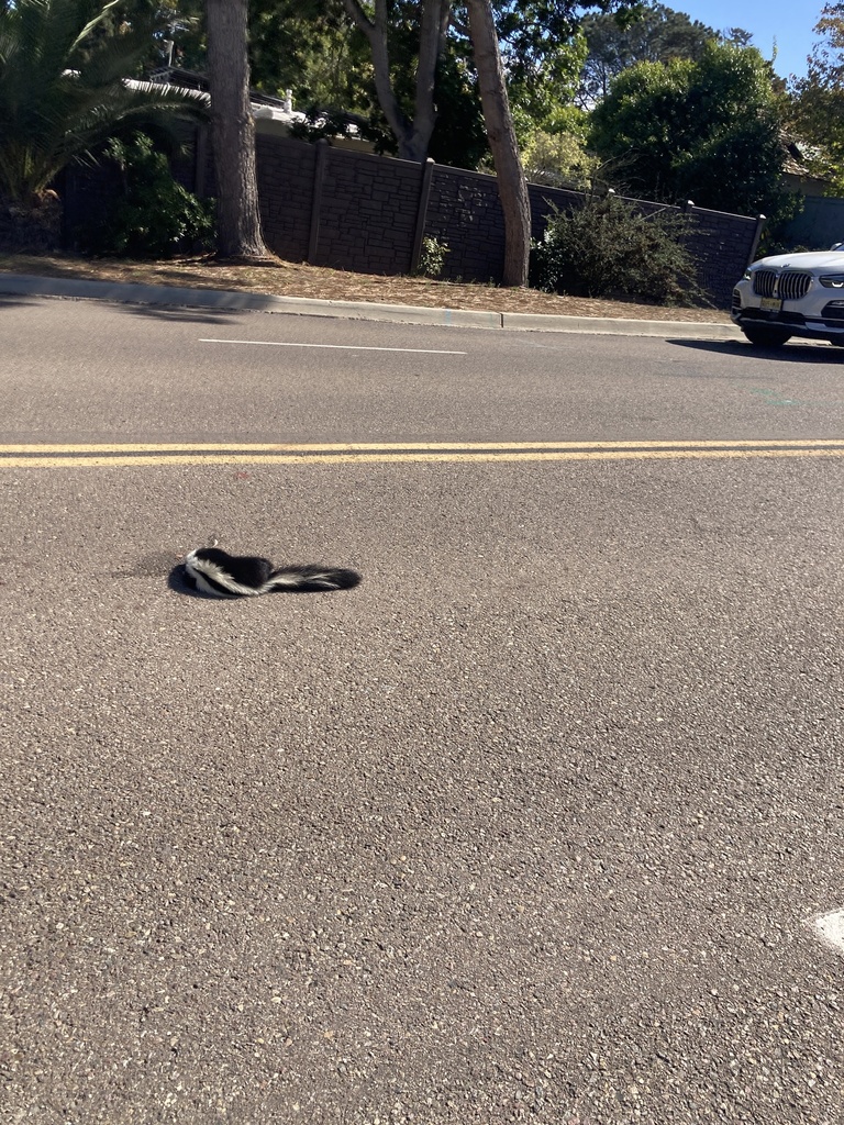 Striped Skunk from Naval Base Point Loma, San Diego, CA, US on October ...