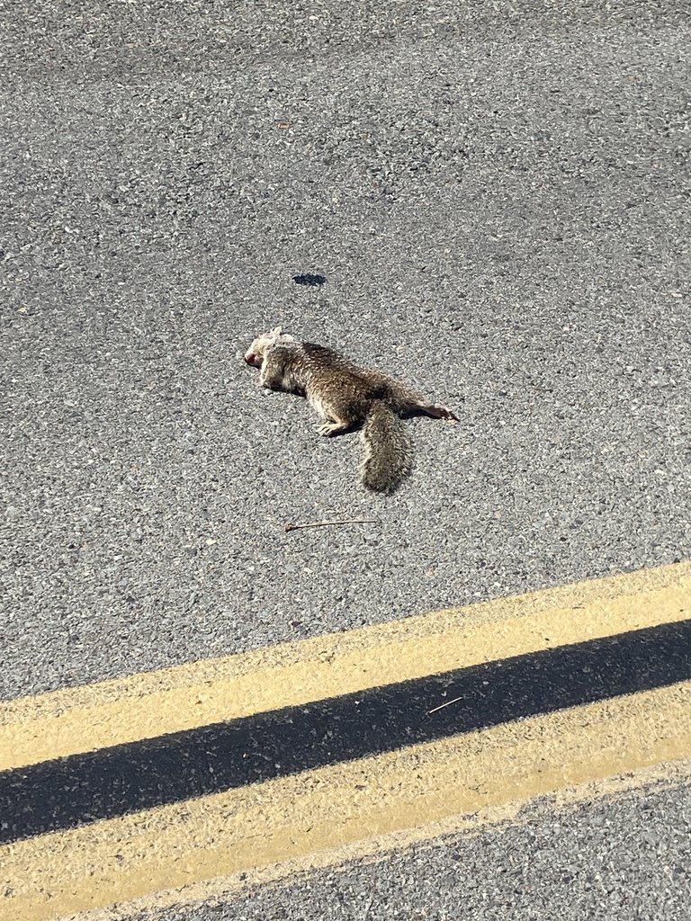 California Ground Squirrel from Naval Base Point Loma, San Diego, CA ...