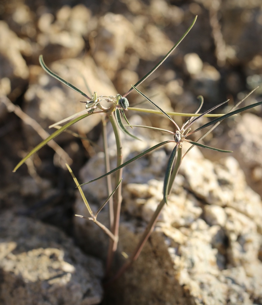 Beetle Spurge from Joshua Tree National Park, Riverside, California ...