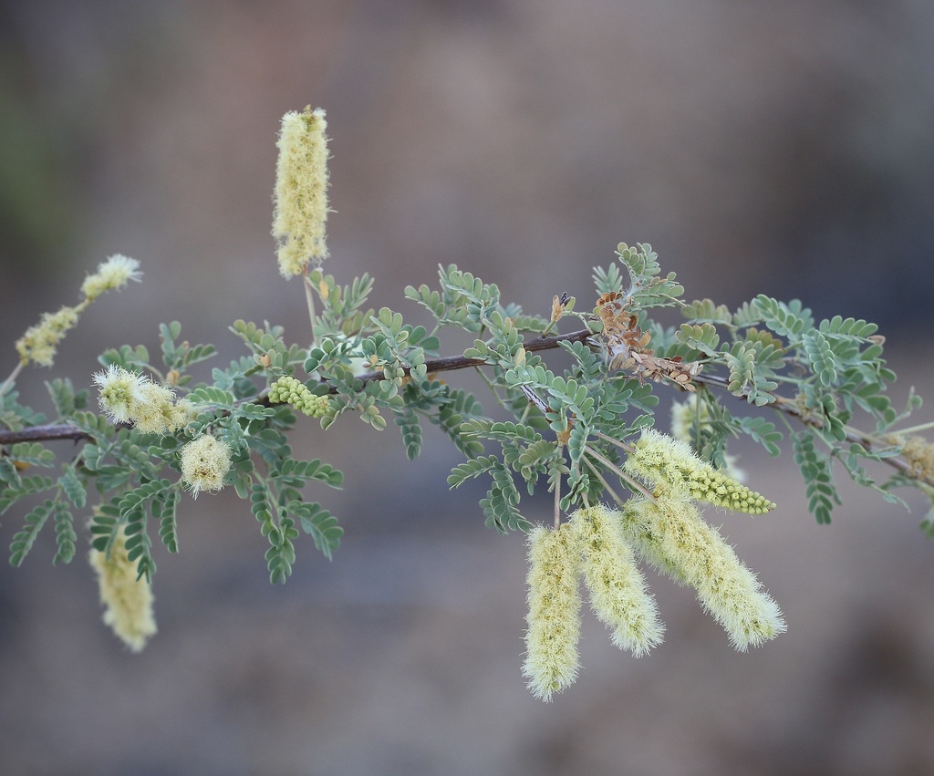 Catclaw Acacia from Joshua Tree National Park, Riverside, California ...