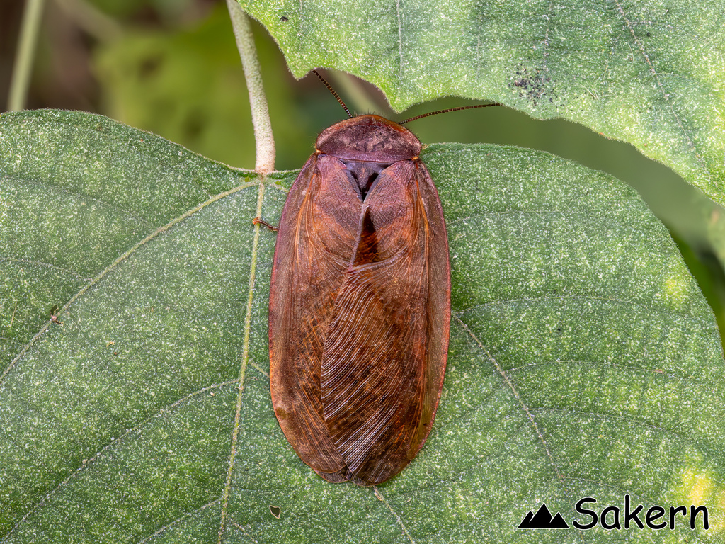 Eupolyphaga sinensis in September 2023 by Sakern | 永隔一江水 · iNaturalist