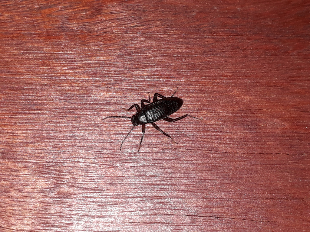 Darkling Beetles from Gral Obligado, Santa Fe, Argentina on October 14 ...