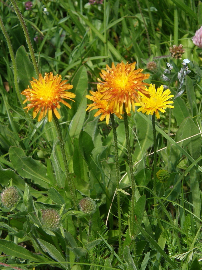 Golden Hawksbeard (Crepis aurea) - Botanical Realm