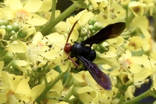 Austroscolia ruficeps in October 2023 by 桃子 · iNaturalist