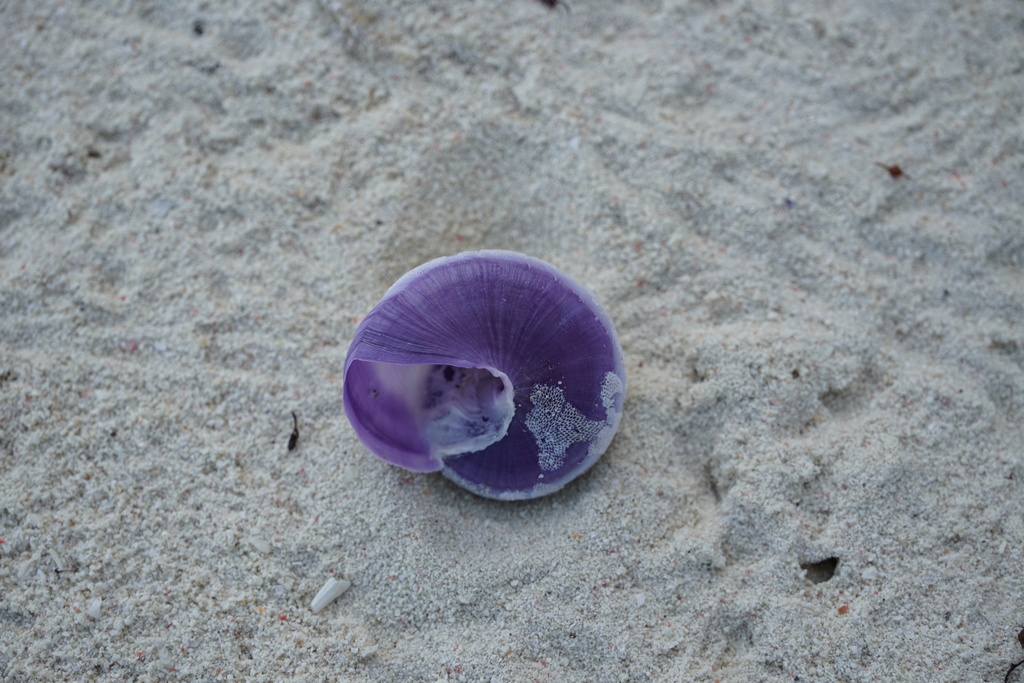 Violet Sea Snail from Kilwa, TZ-LI, TZ on October 20, 2023 at 05:14 PM ...