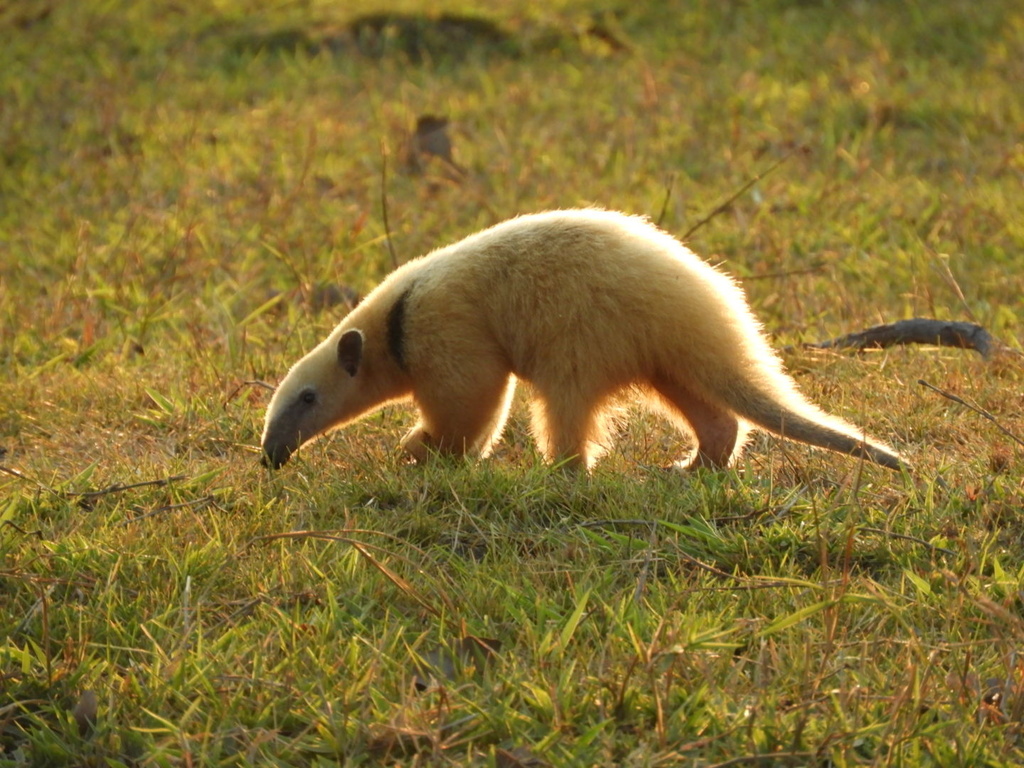 Southern Tamandua from MS-171, Aquidauana, MS, BR on October 23, 2023 ...