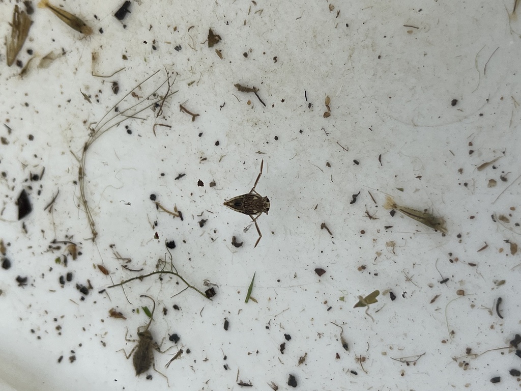 Enithares from 大嶼山, 大嶼山, 新界, HK on October 22, 2023 at 12:26 PM by ...