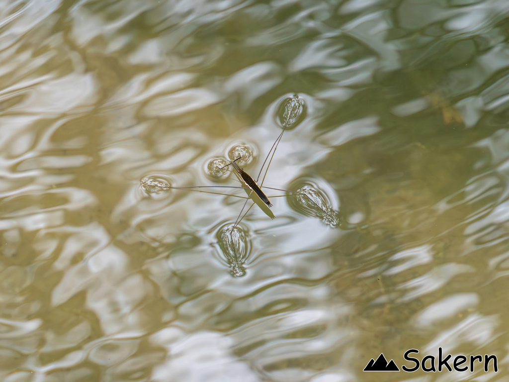 Giant Water Strider in September 2023 by Sakern | 永隔一江水 · iNaturalist