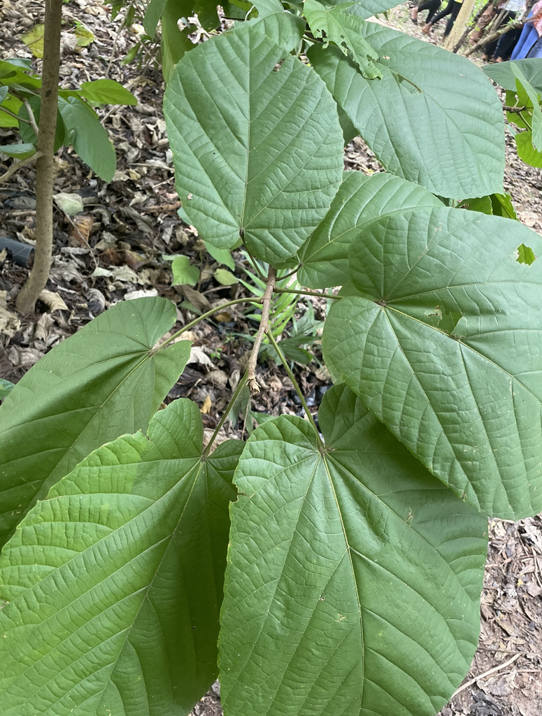 Mansonia altissima from Ado Ekiti, Ekiti, NG on October 21, 2023 at 01:23 PM by ronnex · iNaturalist