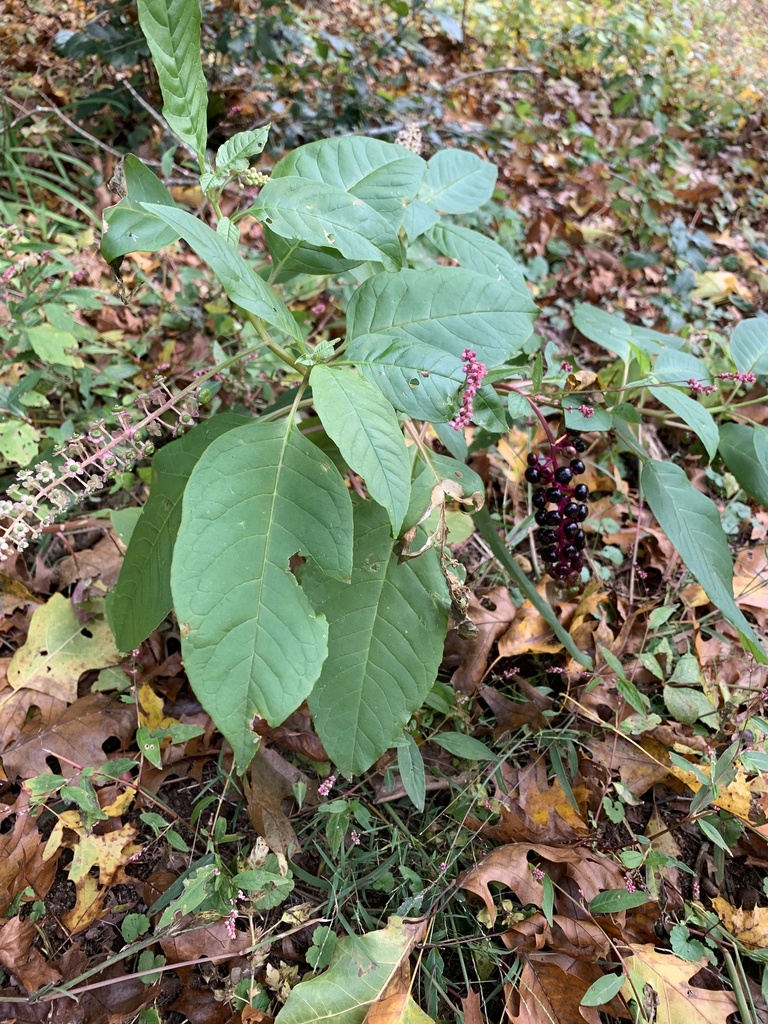 American pokeweed from Monument St, Concord, MA, US on October 23, 2023 ...