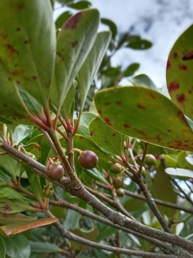 Japanese Ternstroemia from 365苗栗縣泰安鄉 on October 23, 2023 at 09:41 AM by ...