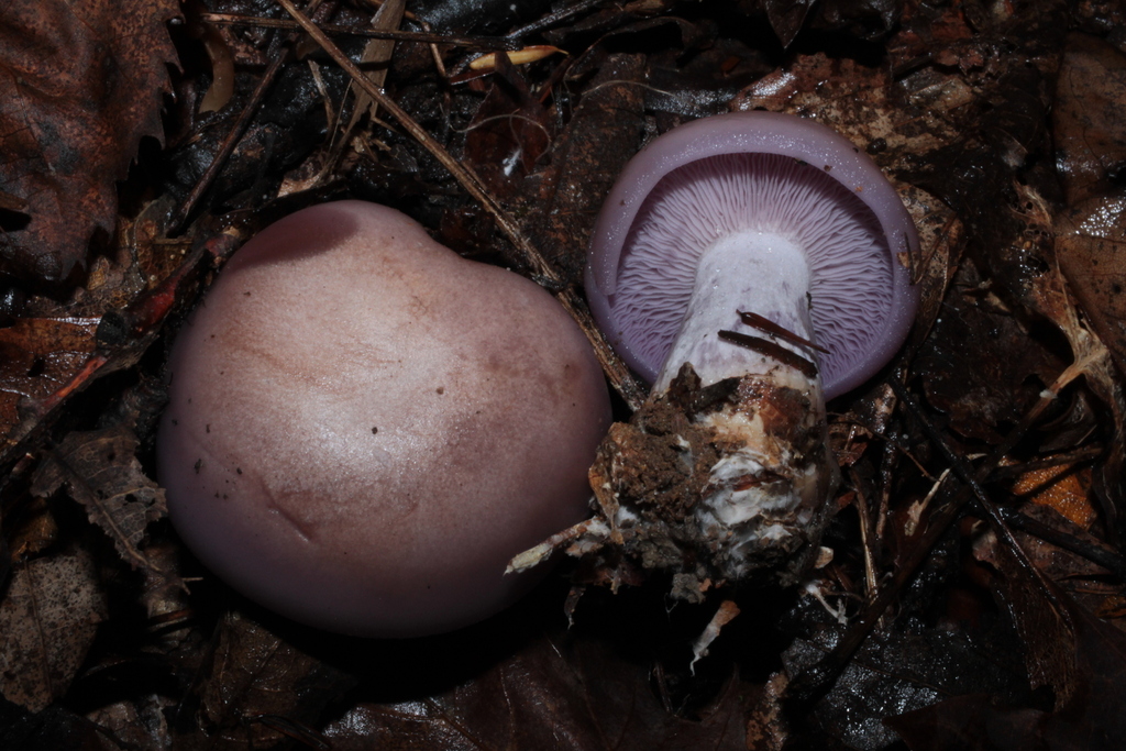 Blewit from Lake County, OH, USA on October 20, 2023 at 12:26 PM by ...