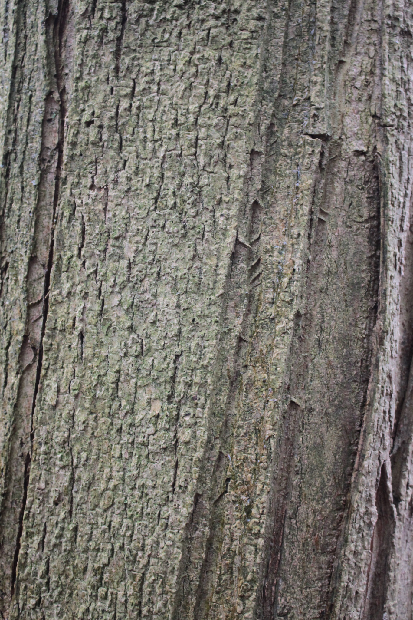 Fraxinus Ornus Bark