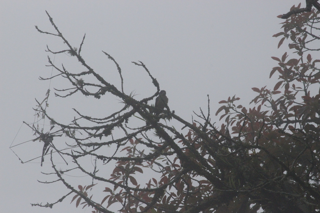 Crested Becard from Paranapiacaba, Santo André - State of São Paulo ...