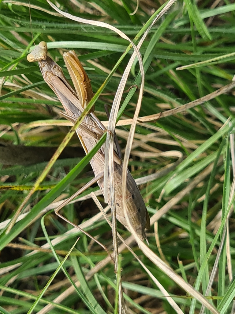 European Mantis from Thessaly, Thessaly and Central Greece, GR on ...
